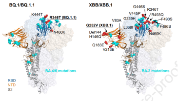 上海、杭州先后发现XBB、BQ.1毒株，Cell论文揭示它们的免疫逃逸有多强？_抗体_研究人员_接种