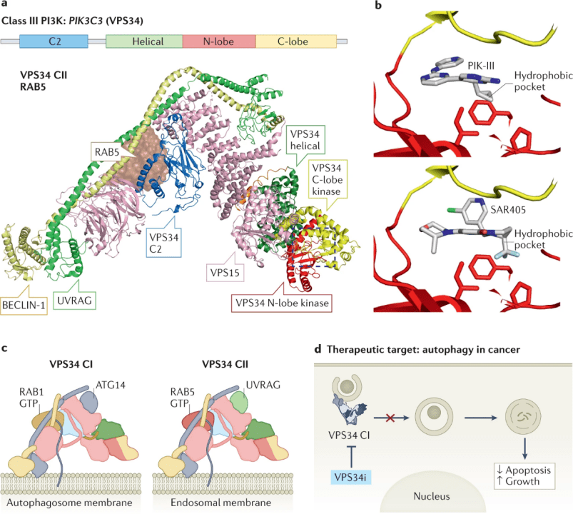 Nature Review | 抑制磷酸肌醇激酶，有望治愈所有疾病！_PIKfyve_癌症_临床