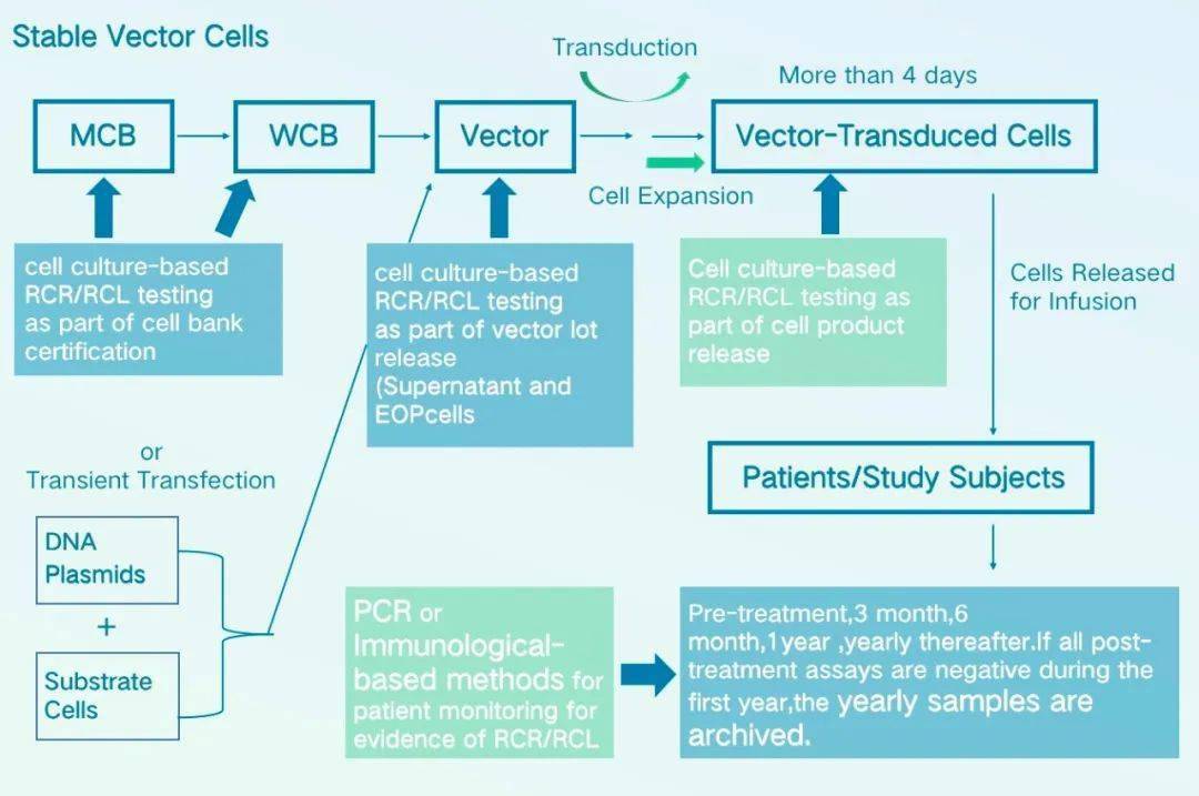 CAR-T细胞治疗产品质量控制检测研究之复制性病毒RCL/RCR_载体_基因_方法