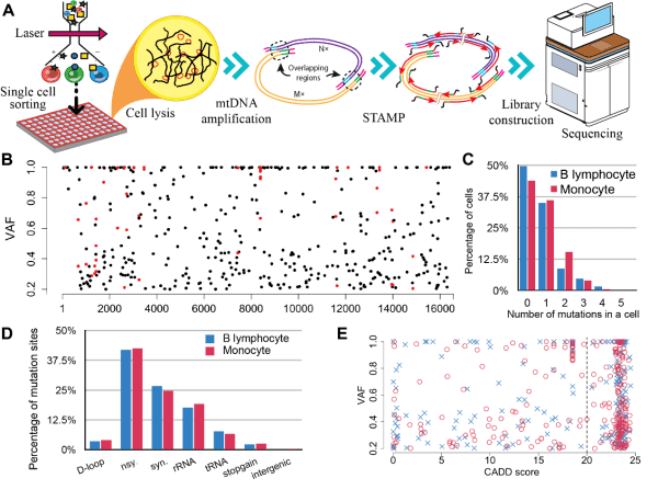 开发单细胞线粒体DNA测序技术研究获进展_mtDNA_异质性_检测