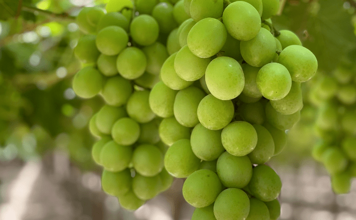 Peruvian grape volumes catching up in Europe_the_van_South