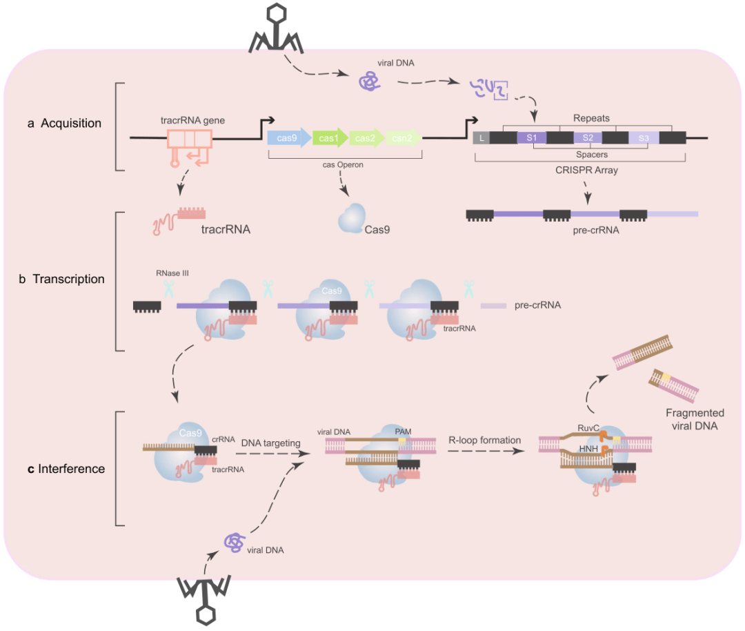CRISPR/Cas9基因编辑在癌症中的应用现状及未来展望_序列_Cancer_系统