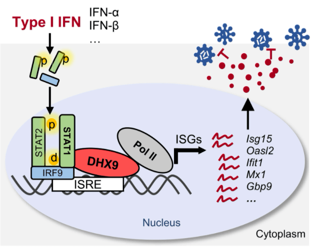 Science Advances | 中国科学技术大学朱书等团队合作揭示了DHX9在抗病毒免疫中的重要作用_研究_先天_调节