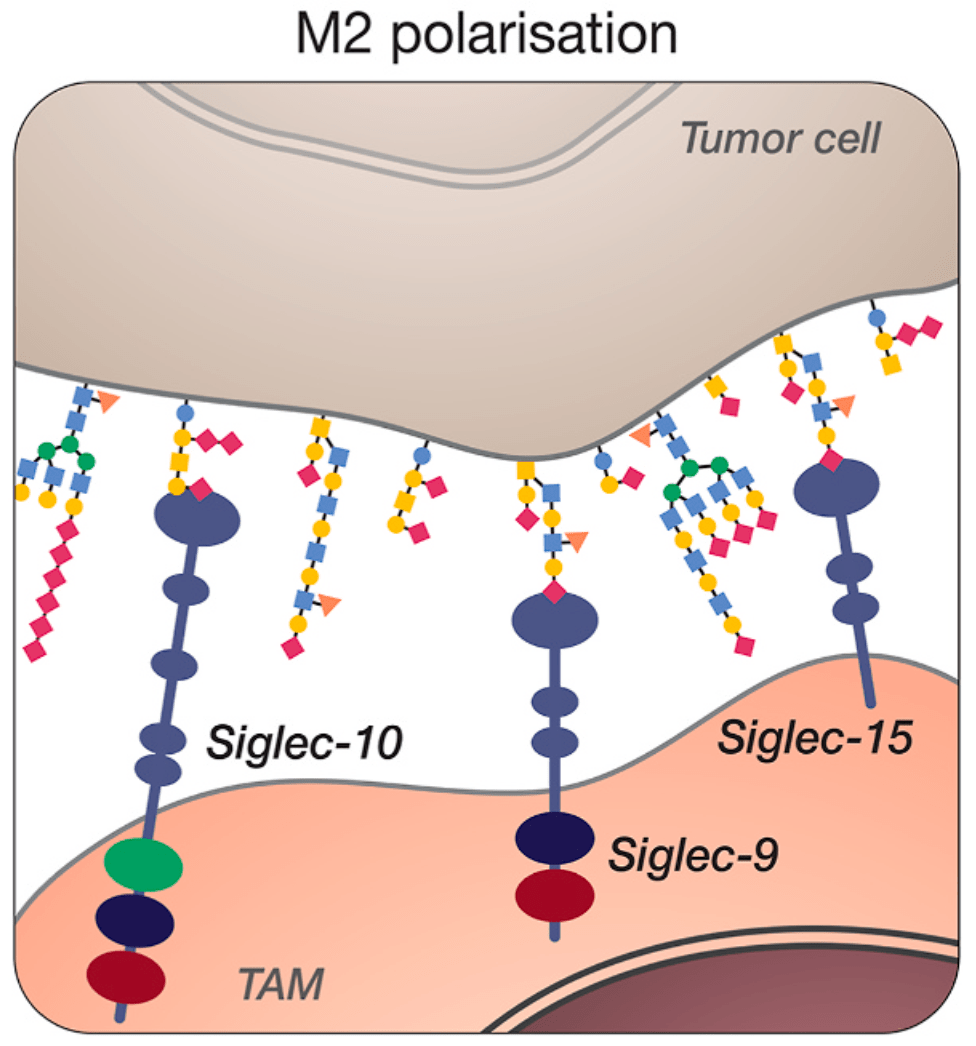 免疫检查点：Siglec家族分型、功能与临床_细胞_肿瘤_唾液
