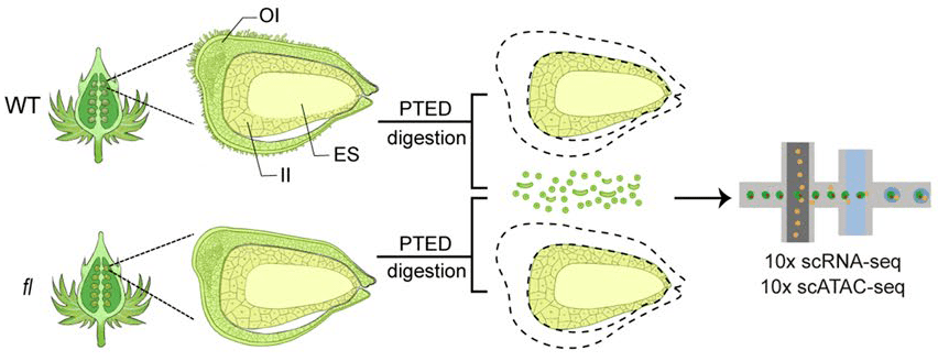 非模式植物的scRNA和scATAC多组学关联应用实例_细胞_基因_调控
