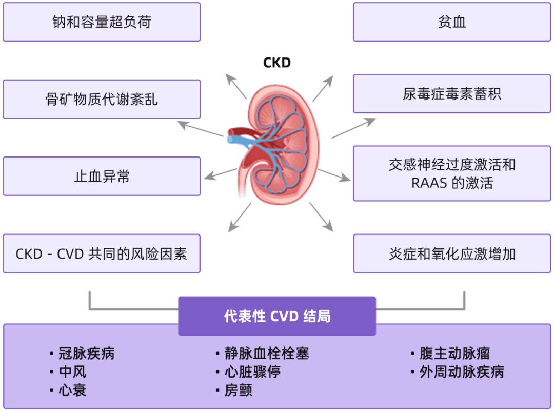 2023 年 ACC 要点盘点：CKD 与 CVD 互相影响，心肾共管密不可分_相关_因素_患者