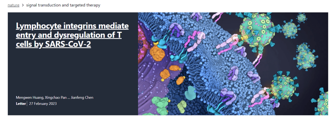 【前沿&进展】STTT | 淋巴细胞整合素介导新冠病毒进入T细胞并使其功能失调_研究_炎症_水平