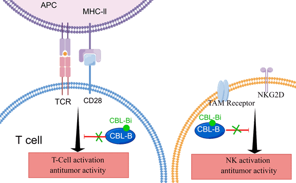 先声再明Cbl-b抑制剂、蛋白降解剂亮相AACR_细胞_研究_分子