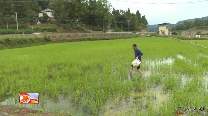 回春镇：村集体+田长制 管好用好良田促增收_胡家沟_组织_农田