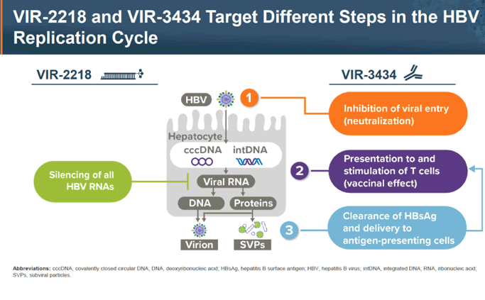 HBV黎明将至_HBsAg_治愈_功能性