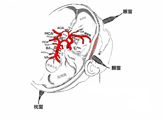 【汤医科普】用超声来“看”你的颅内血管_进行_多普勒_血流