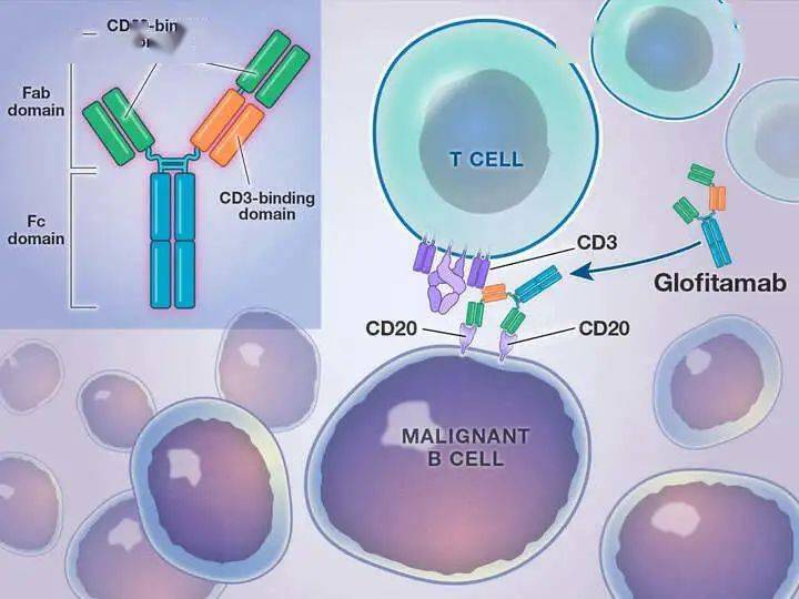 6月FDA批准新药：罗氏死磕CD3/CD20双抗，辉瑞抢滩斑秃疗法_Columvi_患者_治疗
