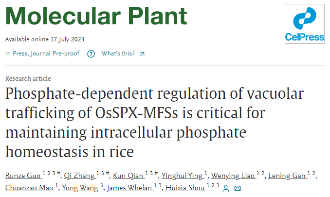 Mol Plant | 浙江大学寿惠霞课题组研究揭示水稻细胞内磷酸盐浓度感知和稳态调控的分子机制_液泡_蛋白