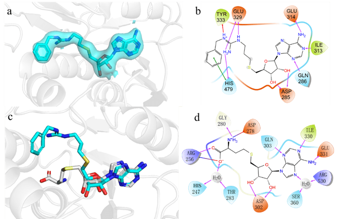 【APSB推荐】新颖SAH类似物诱导PRMT形成独特结合口袋并应用于选择性抑制剂开发_结构_相互作用_部分