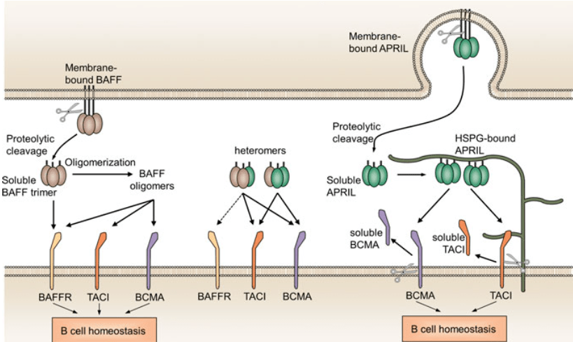 BlyS/APRIL：从自免到肿瘤_细胞_水平_受体