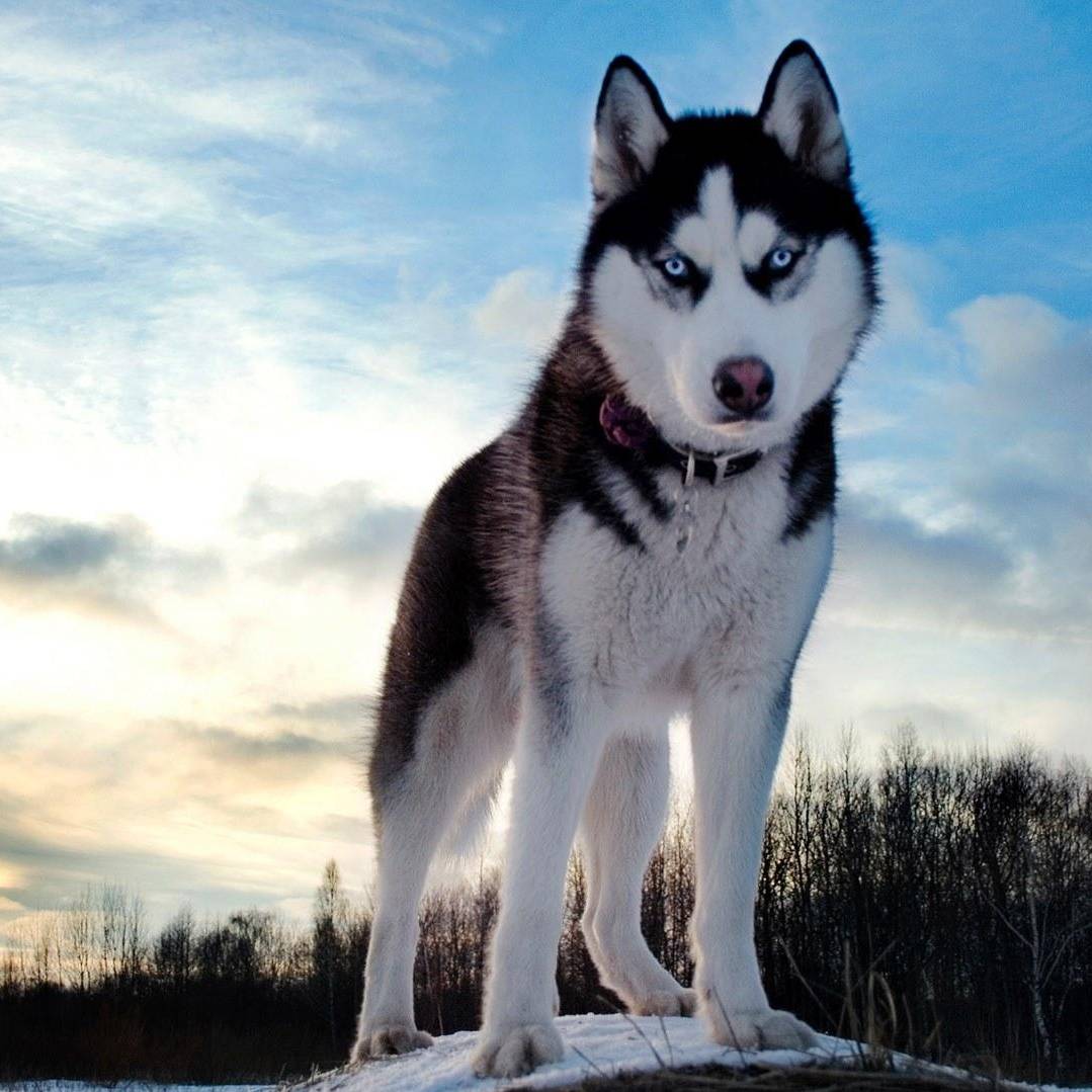 中超第28轮焦点大战：申花vs大连英博，双方首发出炉，CCTV5直播_比赛_客场_对手