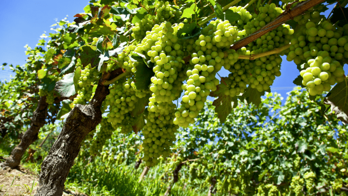 Peruvian grape volume up 9%_the_remain_two