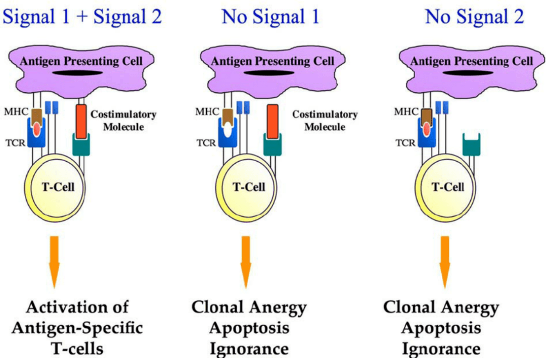 T细胞共刺激靶点：4-1BB (CD137)附国内外研发管线_信号_抗体_开发