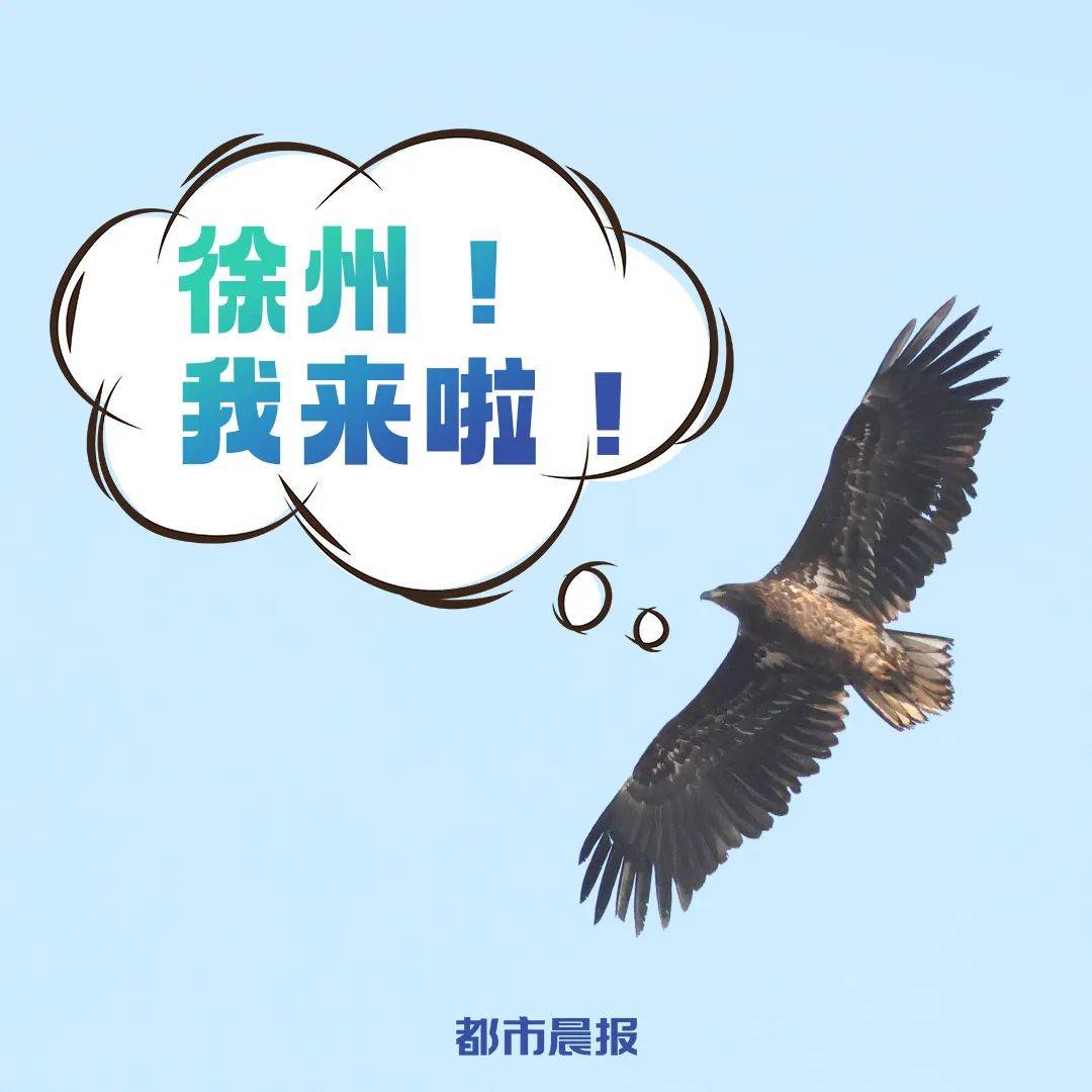 首次！濒危物种出现！徐州又刷新一项纪录马海军猛禽鸟类