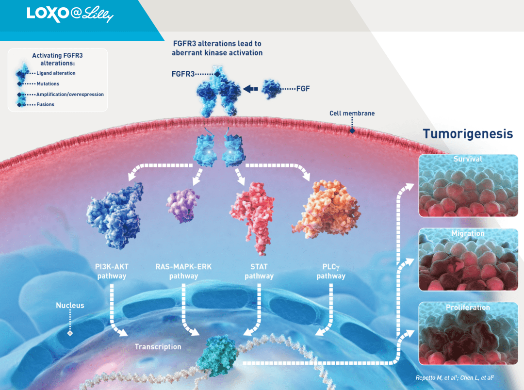 礼来 FGFR3 抑制剂国内获批临床_剂量_官网_来自