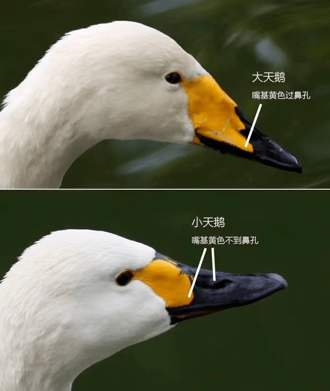 生物多样性科普 |天鹅_黑色_Cygnus_身长