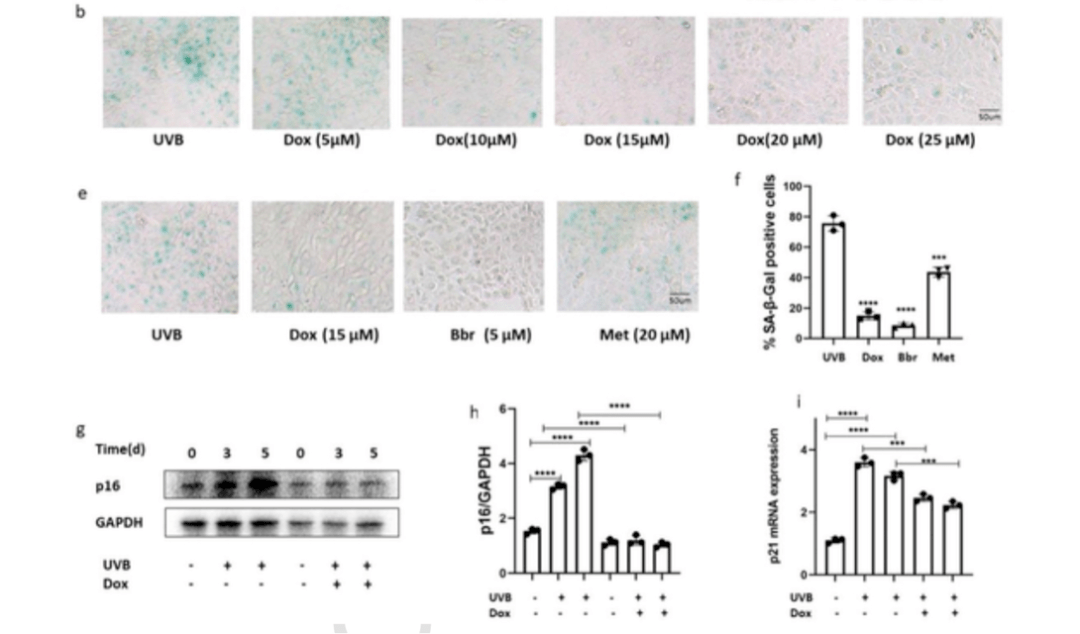 厉害了！大理大学学子发表高质量学术论文_HaCaT_皮肤_科研